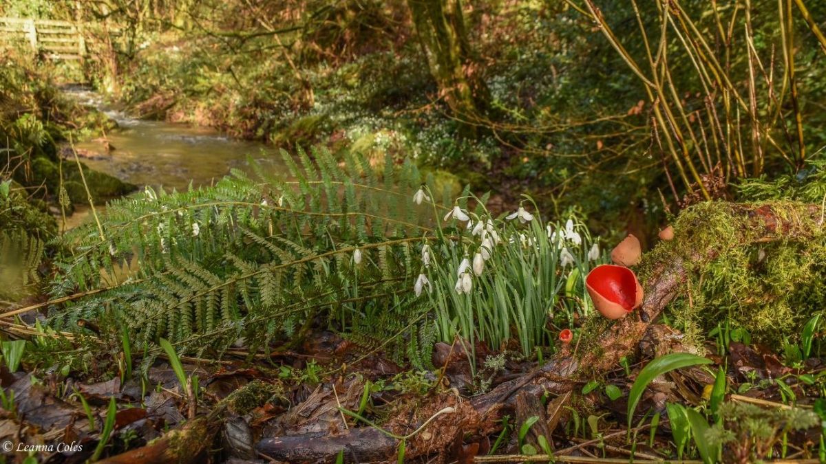 Snowdrop Valley 2026 - Exmoor Events