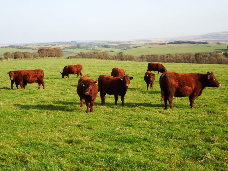 Caffyns Farm - Camping, B&B, Horse riding, walking, cycling