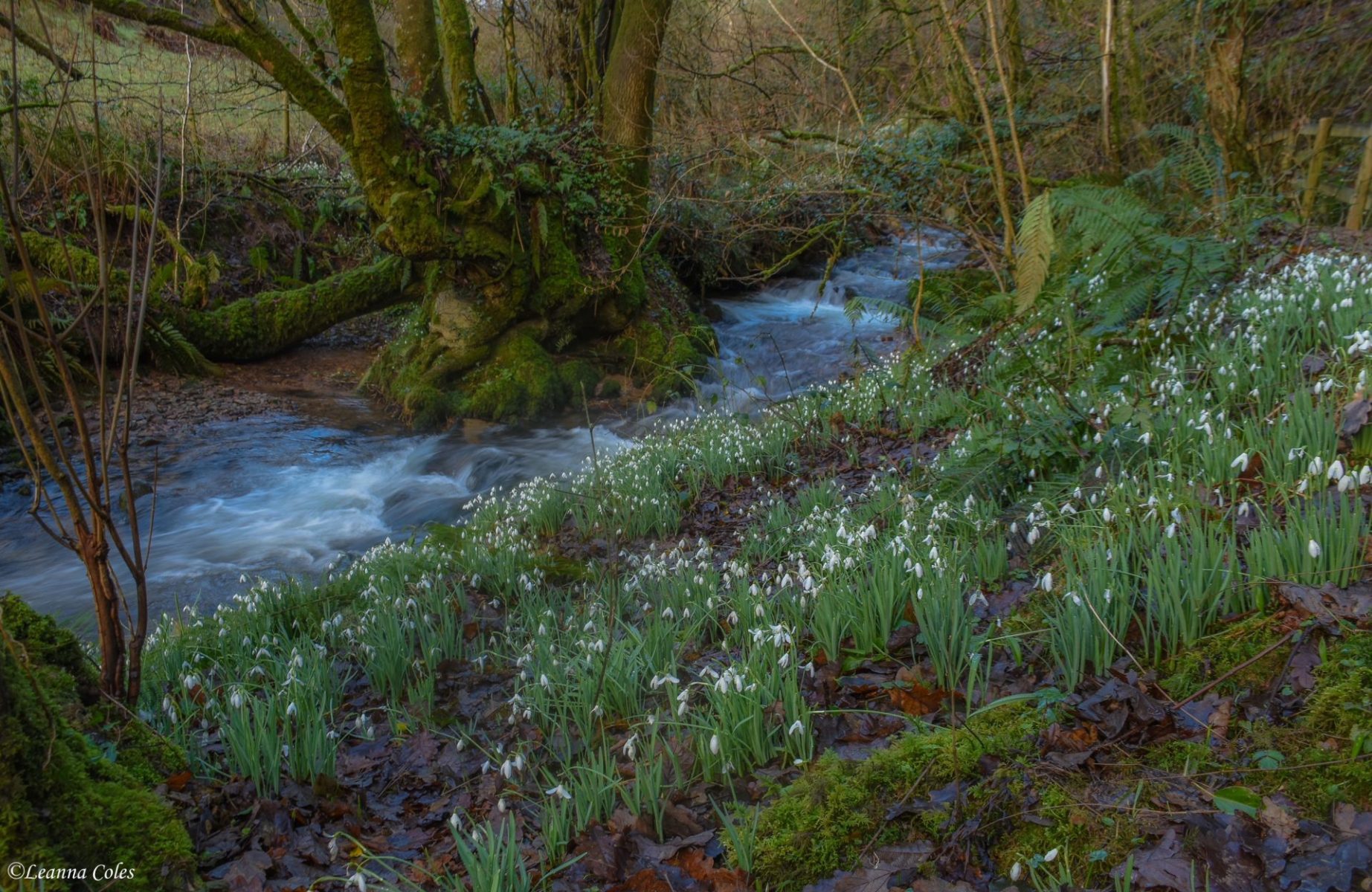 Come and see Snowdrop Valley in Bloom! - VisitExmoor