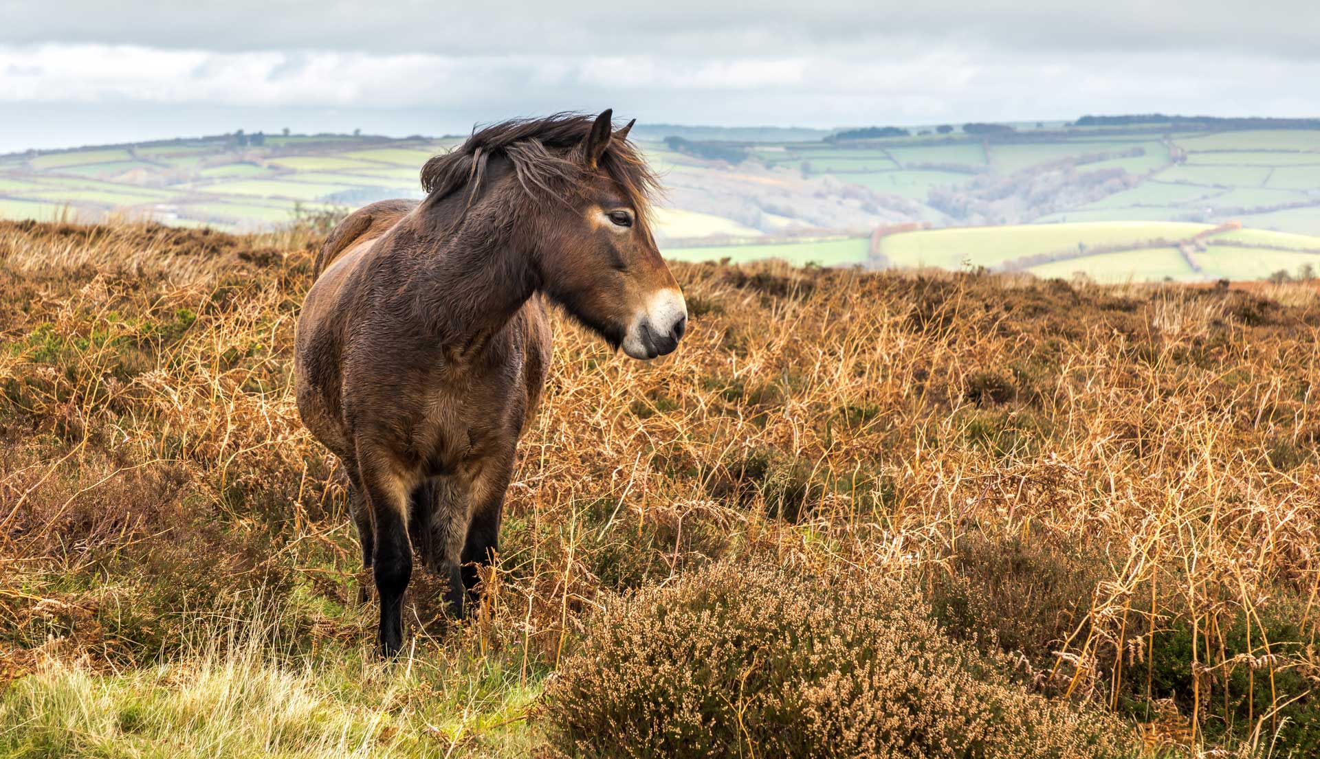 Join Visit Exmoor - VisitExmoor